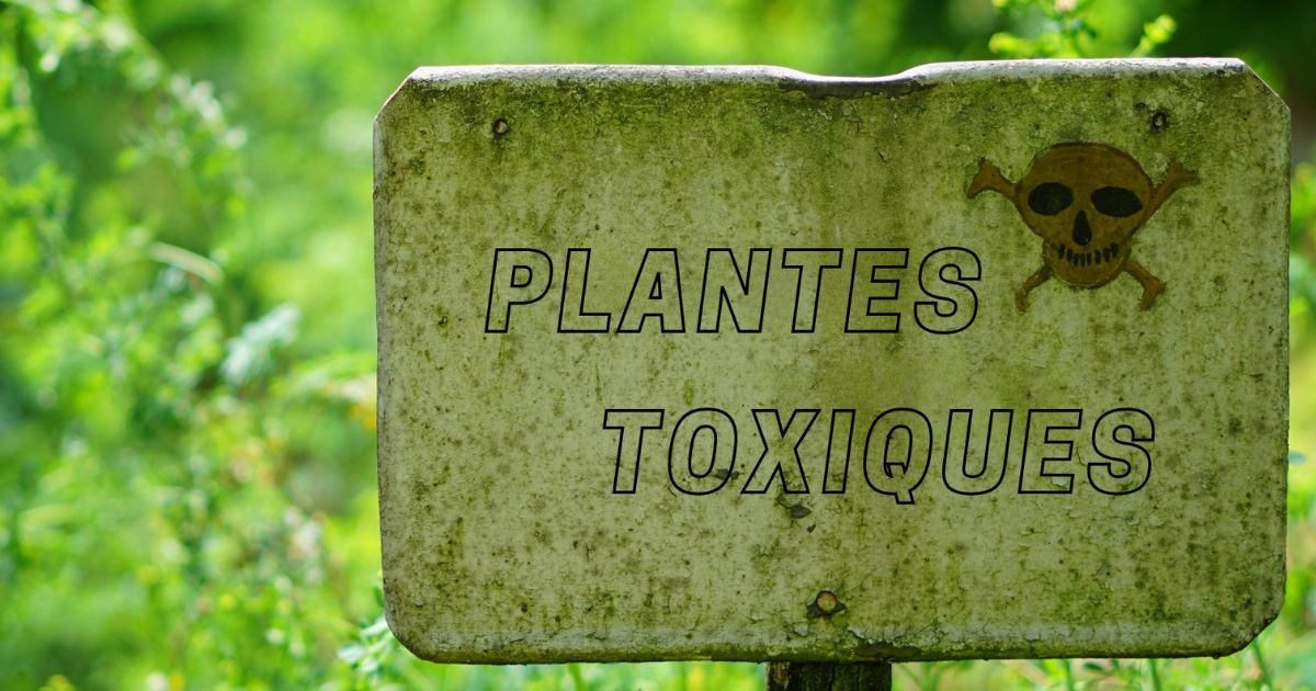 5 plantes toxiques dans votre jardin | Draw Me A Garden